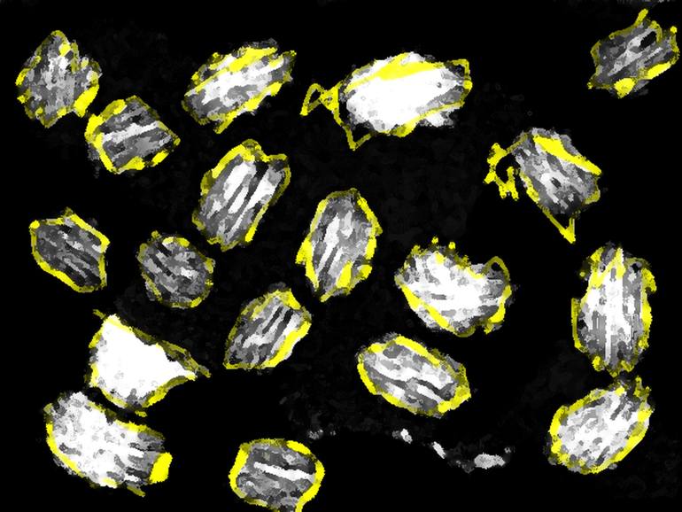 Grapes Painting by mathew rudd | Saatchi Art