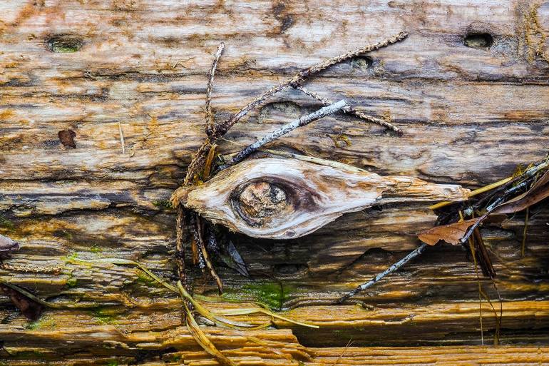 natural wood patterns form the illusion of a watching eye Photography ...