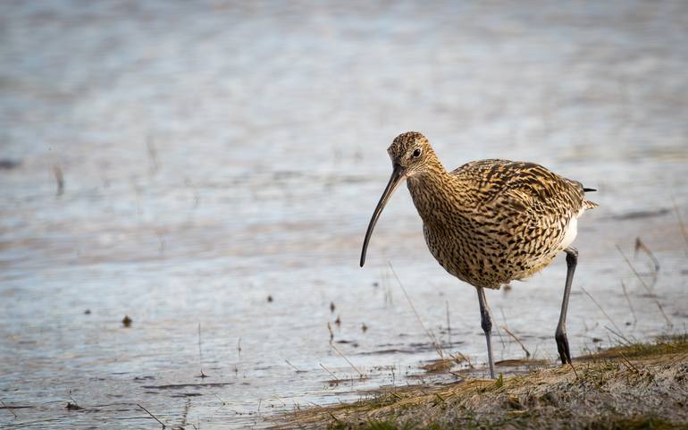 Feathers Collection: Between Tides and Silence Photography by Cristina ...