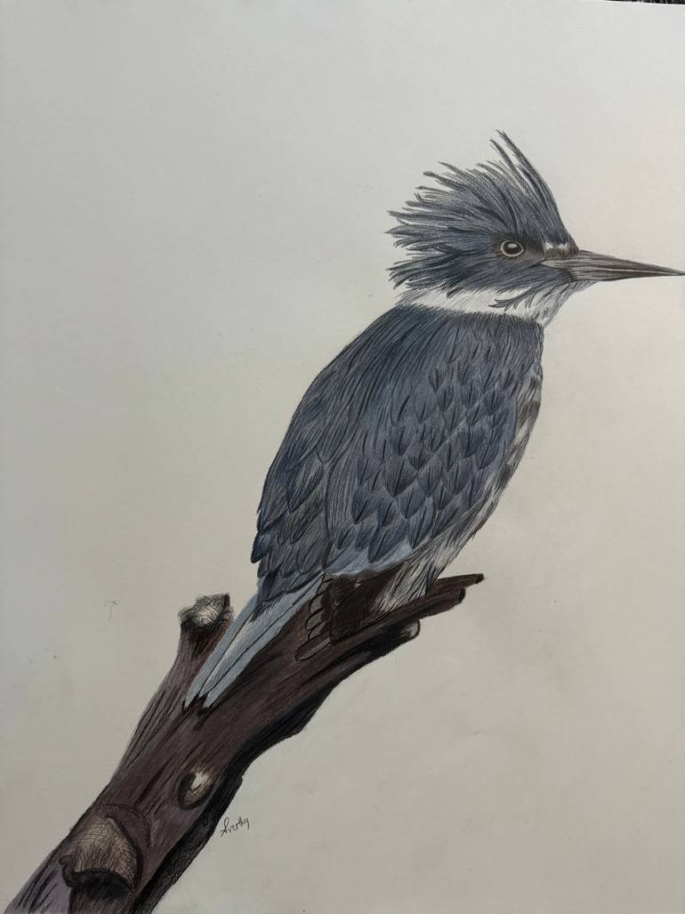 Belted King Fisher - Color Pencil art Drawing by Sruthi Vatsavayai ...