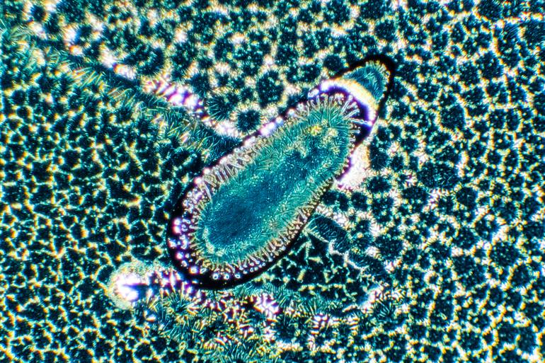 Germ Photography by Karina Ska | Saatchi Art