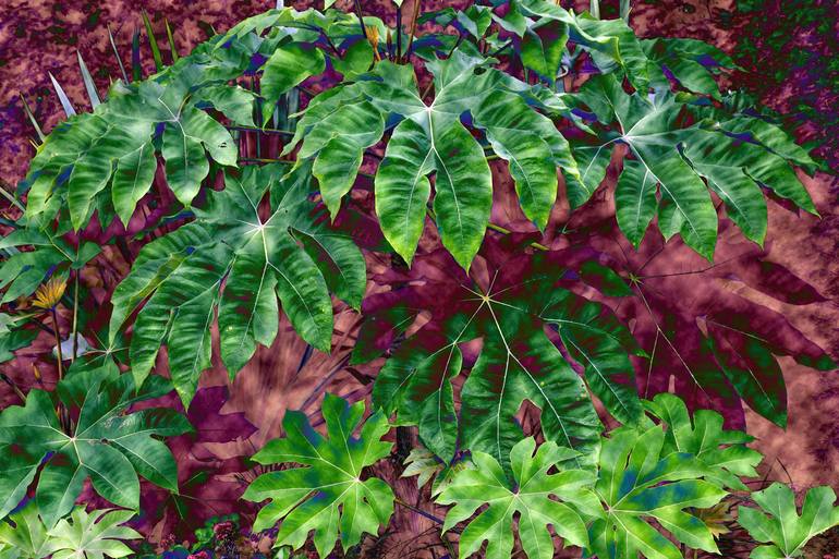Digitally manipulated image of the Rice-paper Plant leaves Photography ...