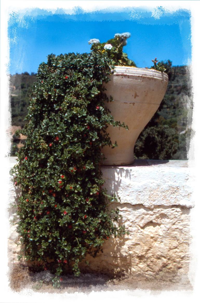 Cretian potplant Photography by Steve Agace | Saatchi Art