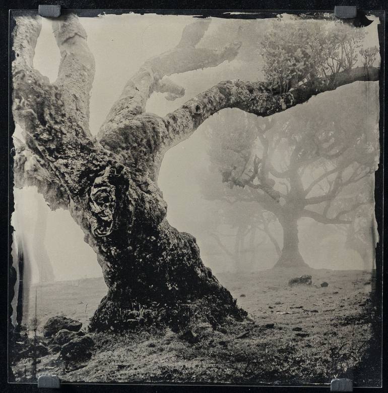 Laurel Forest - Ambrotype 1/10 Photography by David Heger | Saatchi Art