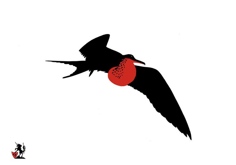 BLACK, WHITE AND... RED: FLYING FRIGATEBIRD Drawing by Hubert Cance ...