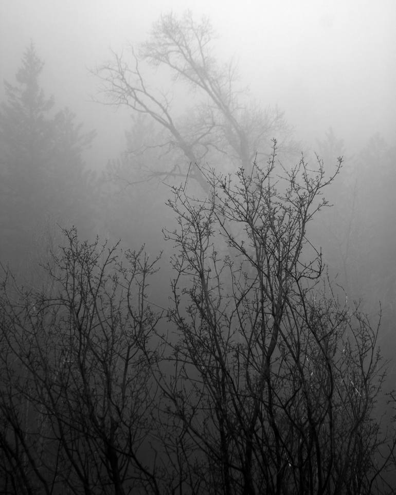 Trees in Fog Photography by Mark Ivins | Saatchi Art