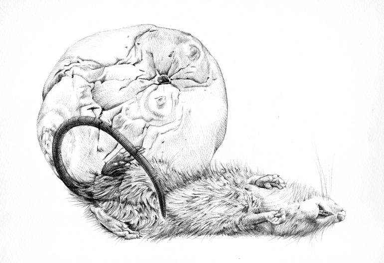 Vanitas Drawing by Donata Napoli | Saatchi Art