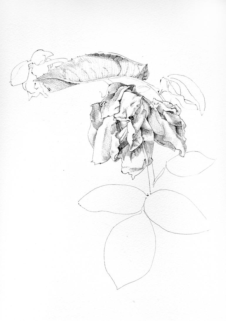 Vanitas Drawing by Donata Napoli | Saatchi Art