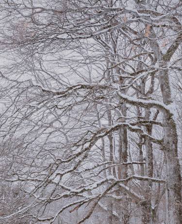 Marco Barsanti | Saatchi Art