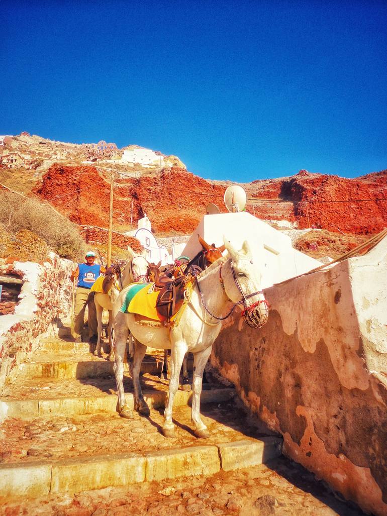 Donkey, Santorini, Greece Photography by Derek Alvarez | Saatchi Art