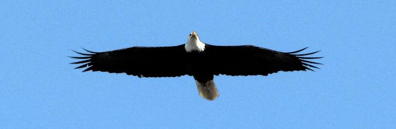 Flying High Painting by Thomas Troxell | Saatchi Art
