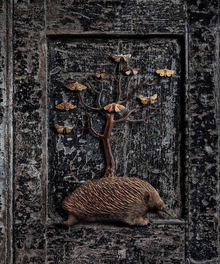 The Moth Tree - Limited Edition 6 of 15 Photography by Paul Biddle ...