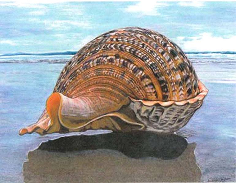 The Conch Painting by Philip Wymer | Saatchi Art