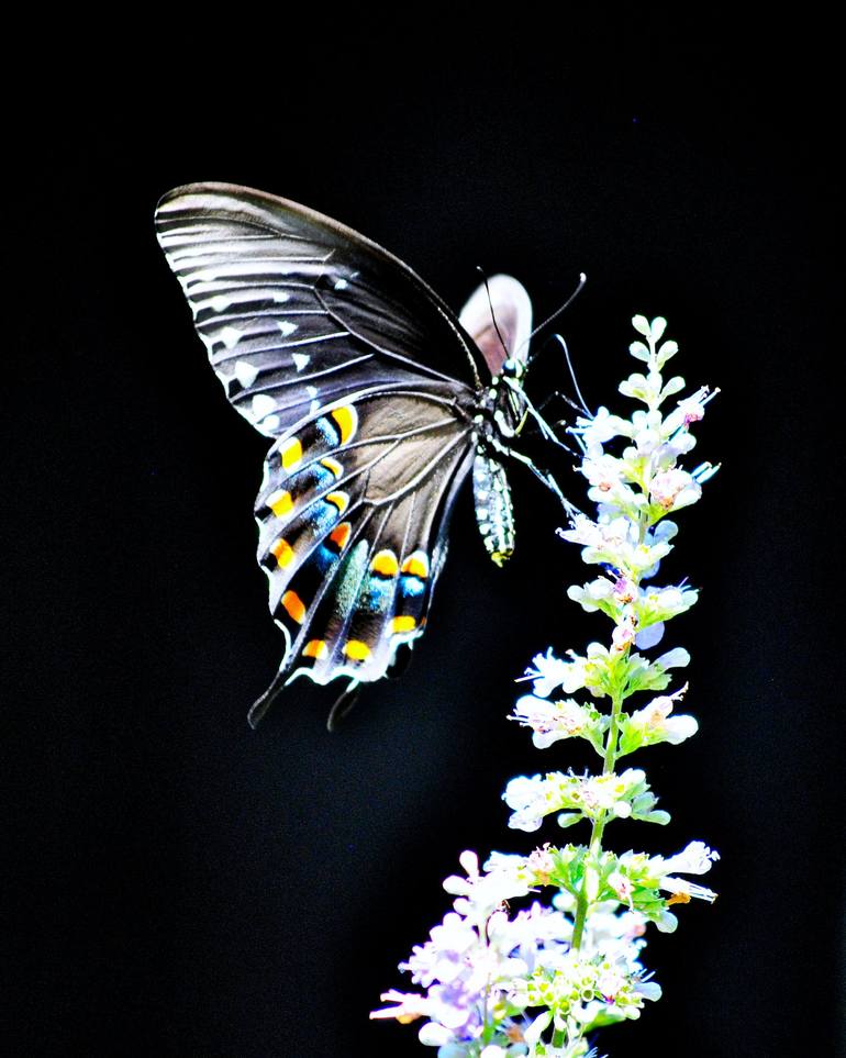 Black Swallowtail Photography by Wayne Ritt | Saatchi Art