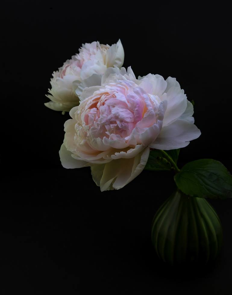 Twin Pink Peonies - Limited Edition of 7 Photography by Fotofrieze ...