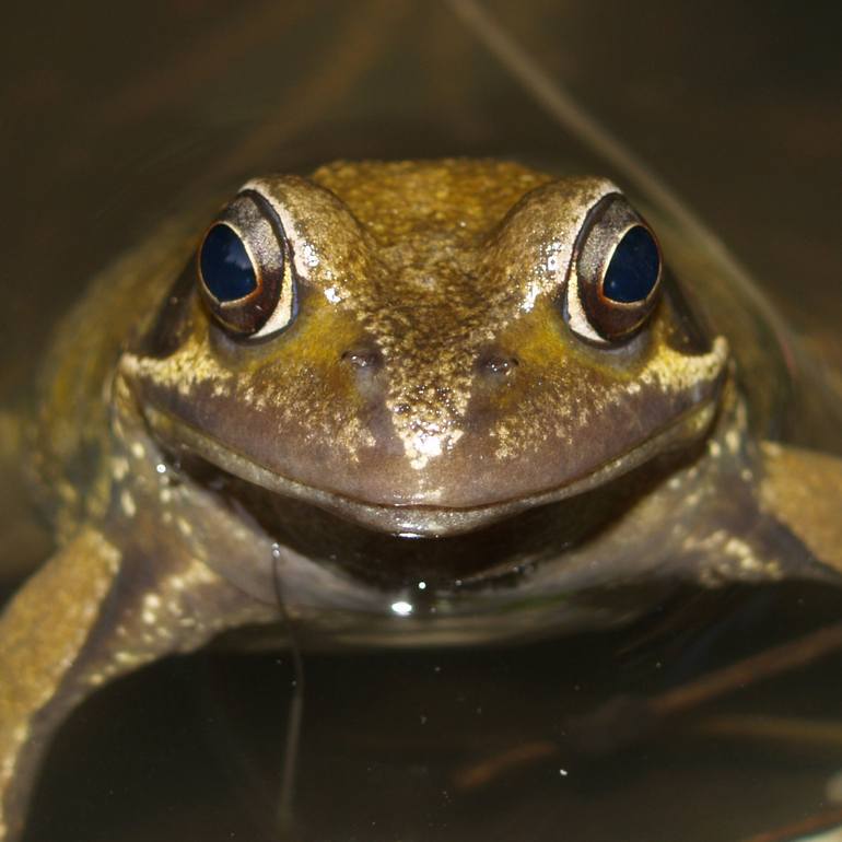 smiling frog Photography by Philip Huetson | Saatchi Art
