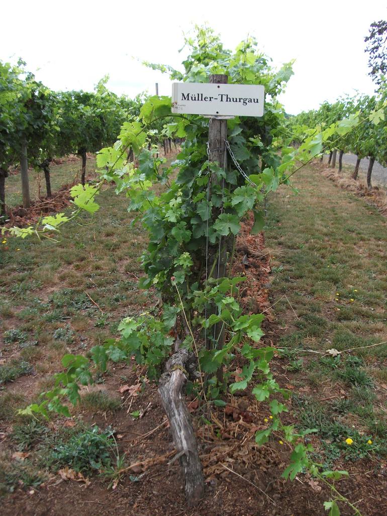 Betty Block Muller-Thurgau Photography by Susan Rollins | Saatchi Art