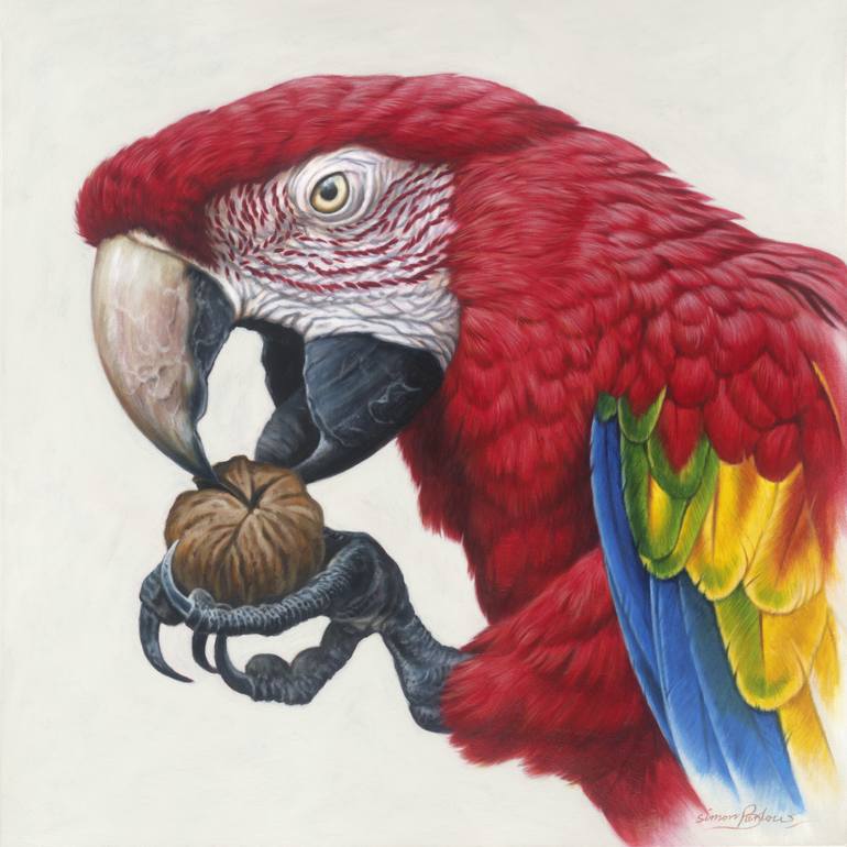 Scarlet Macaw Painting by Simon Barlow | Saatchi Art