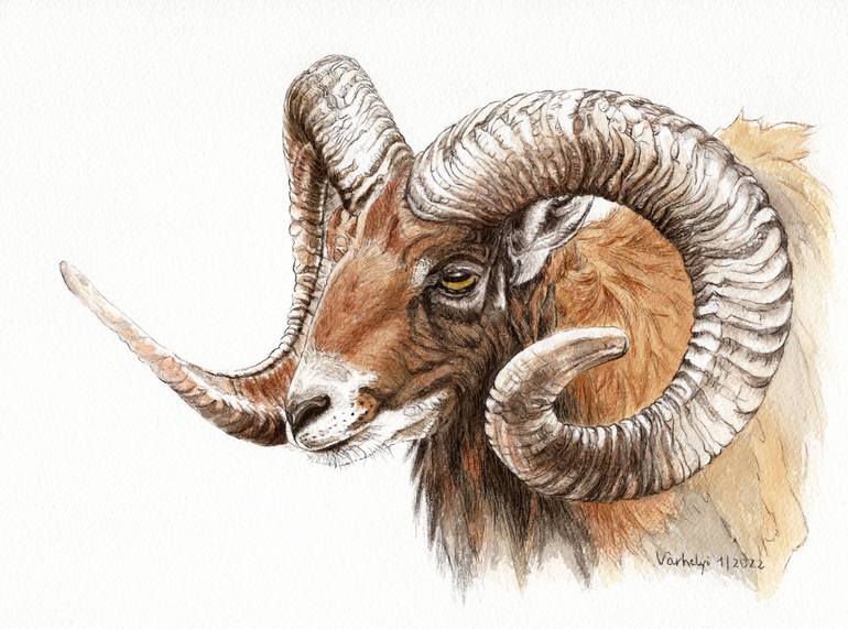 Mouflon Drawing by Lilla Varhelyi | Saatchi Art