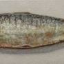Single Sardine Painting by Andy Swani | Saatchi Art