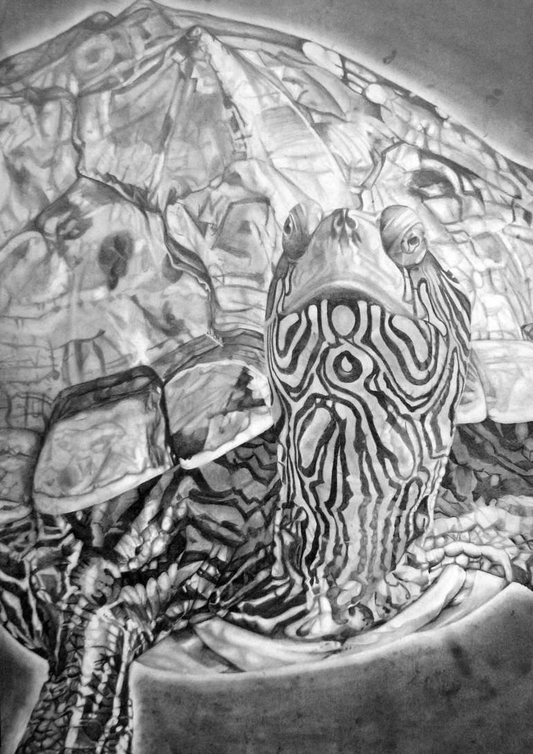 Terrapin Drawing by Ben Jackson | Saatchi Art