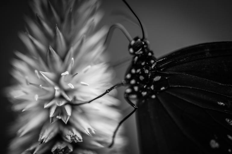 Butterfly 04 - Limited Edition 1 of 5 Photography by Christophe Cham ...
