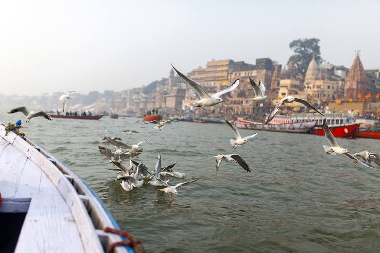 Migratory birds flying over River Ganga in Varanasi City,India ...