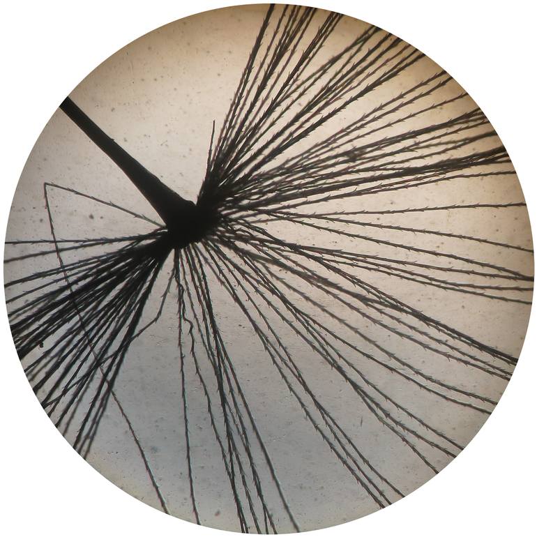 Seed Photography by William Arnold | Saatchi Art