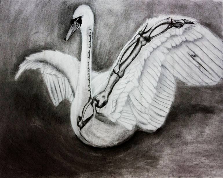 Swan Drawing by Hansini Perera | Saatchi Art