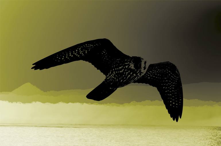 Falcon Mt Cooroy Photography by nathan ramsay | Saatchi Art