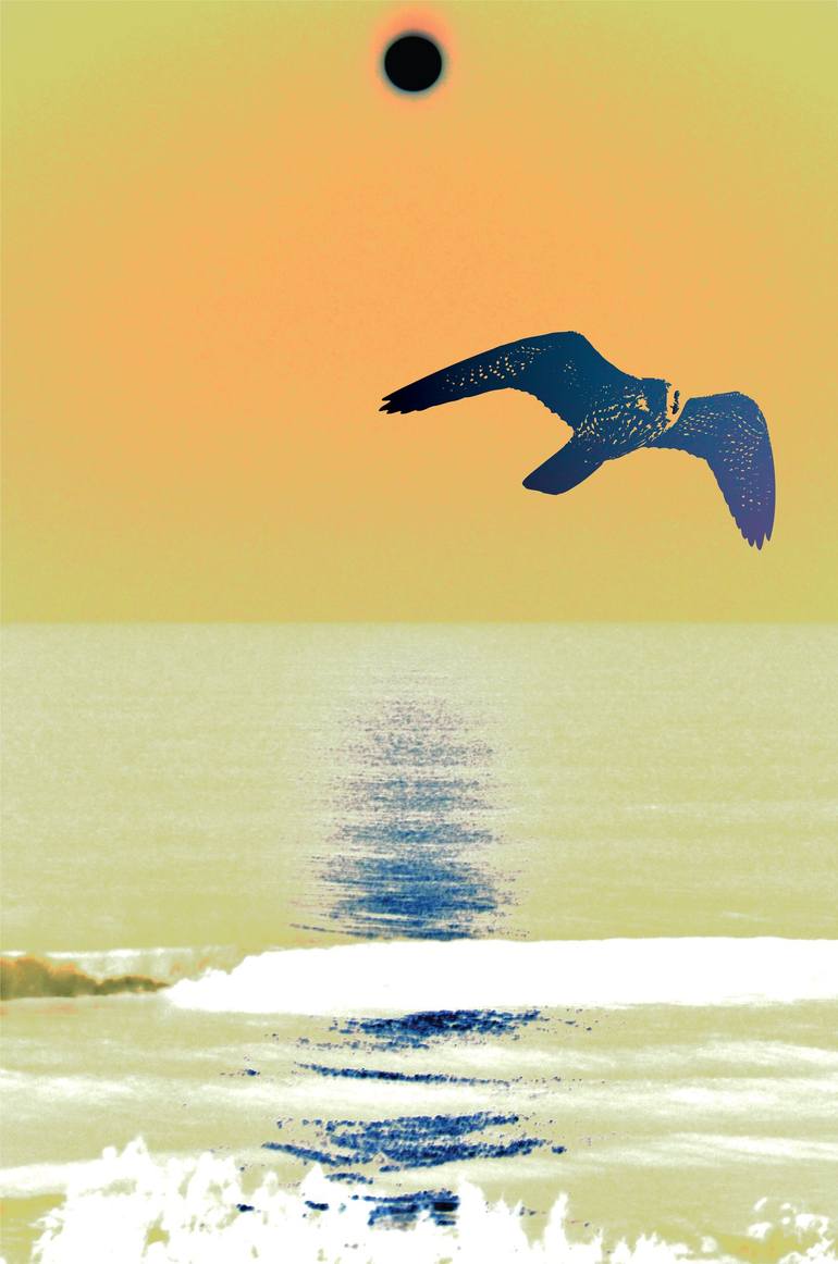 Castaways Falcon Photography by nathan ramsay | Saatchi Art