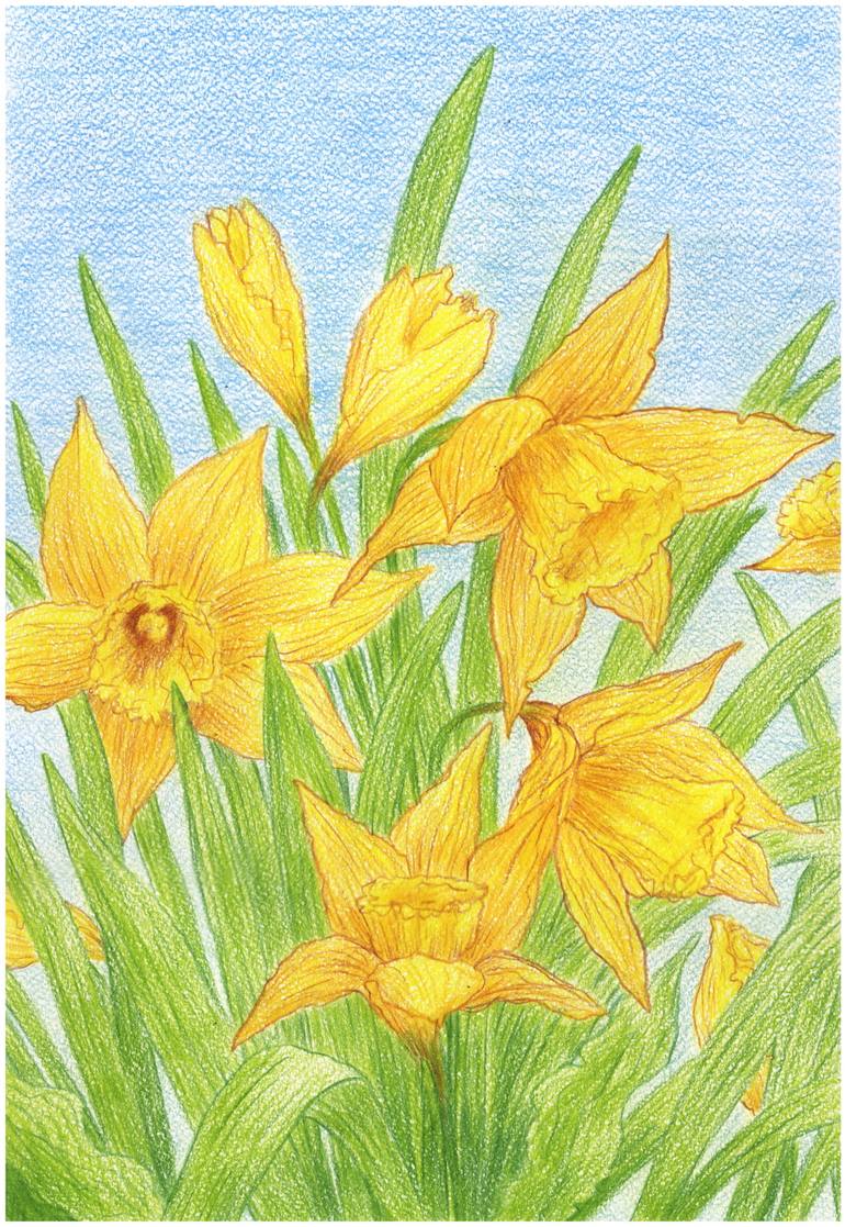 Daffodils Drawing by Mikhail Yashin | Saatchi Art