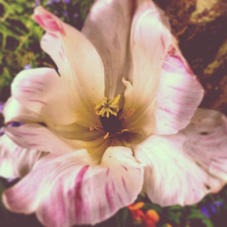 Flower Photography by Imogen Poole | Saatchi Art