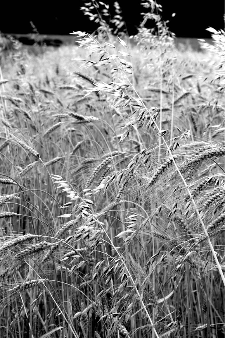 Wheat Field Photography by Imogen Poole | Saatchi Art