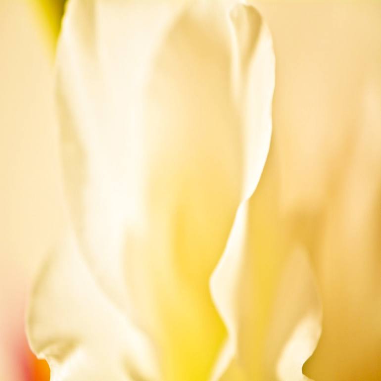 pure - Limited Edition of 1 Photography by Josh Adamski | Saatchi Art