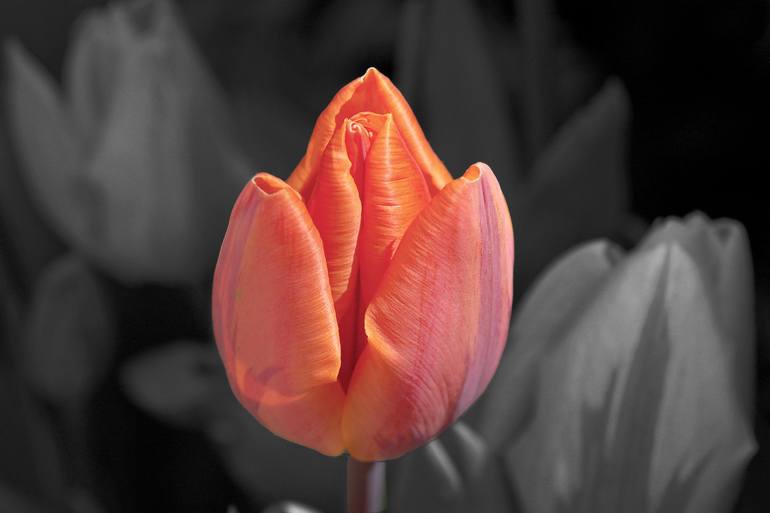 Glorious Tulip Photography by TOULA MAVRIDOU-MESSER | Saatchi Art