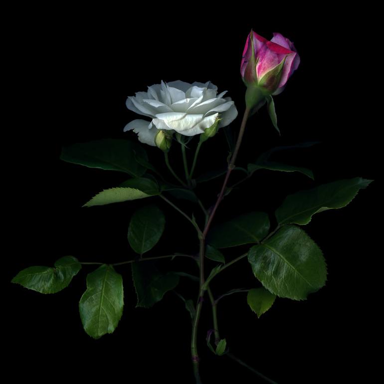 NOT ALL ROSES HAVE THORNS Photography by Magda Indigo | Saatchi Art