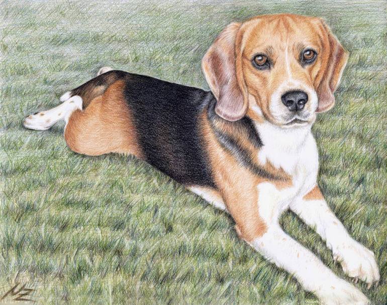 The Beagle Drawing by Nicole Zeug | Saatchi Art