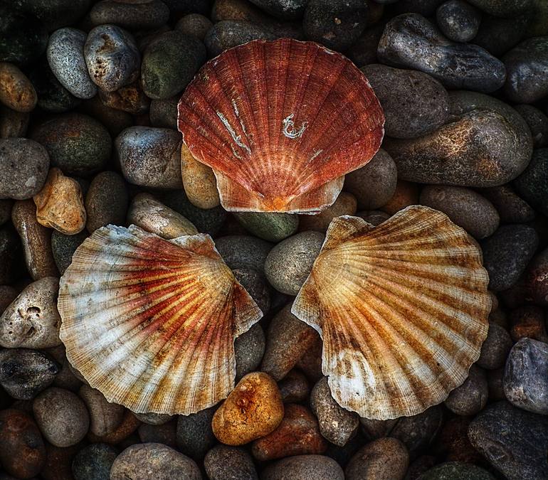 Three Shells Photography by Peter Daltrey | Saatchi Art