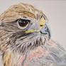 H is for Hawk Painting by Ashley Haigh | Saatchi Art