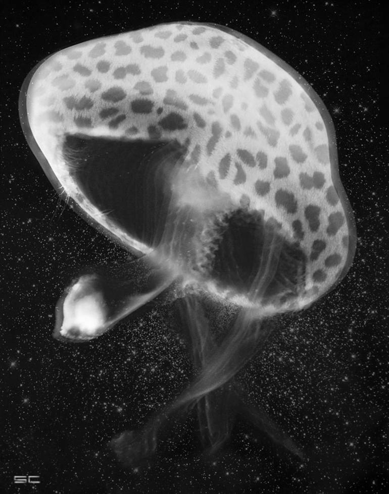 medusa Mixed Media by Simone Colliva | Saatchi Art