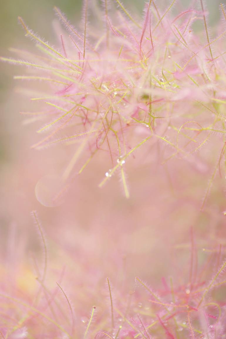 Fluffy Threads Of Smoke Tree Bloom - Limited Edition of 25 Photography ...
