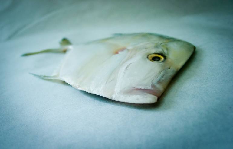 Pesce de Luna Photography by verve SixtyTwo | Saatchi Art