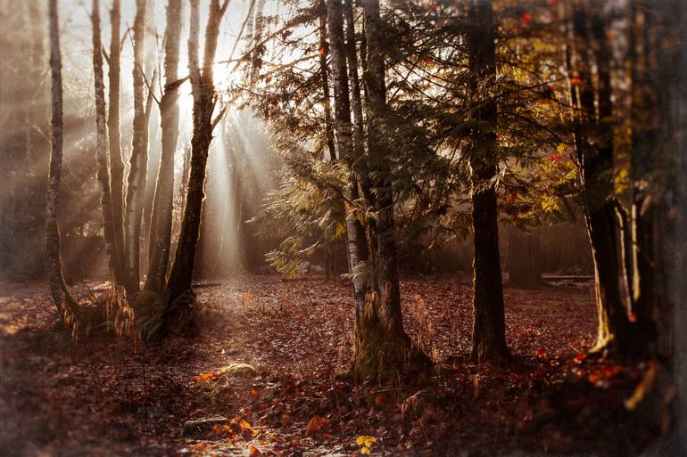 After the Fog Photography by Steven Dempsey | Saatchi Art