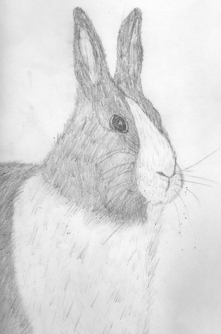 Domesticated Rabbit Drawing by Fiona Hunter-Boyd | Saatchi Art