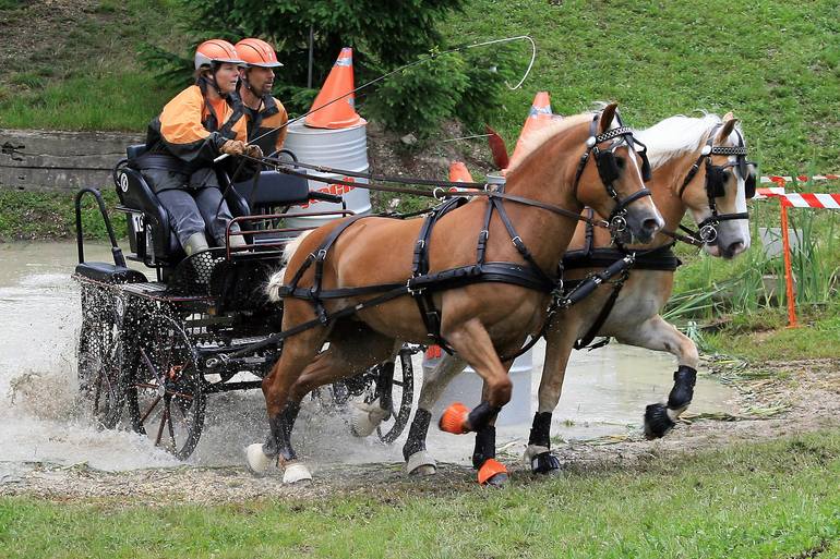 Driving horses tournament Photography by Robert Varadi | Saatchi Art