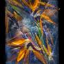 Birds of paradise - Limited Edition of 10 Photography by Bruce Boyd ...