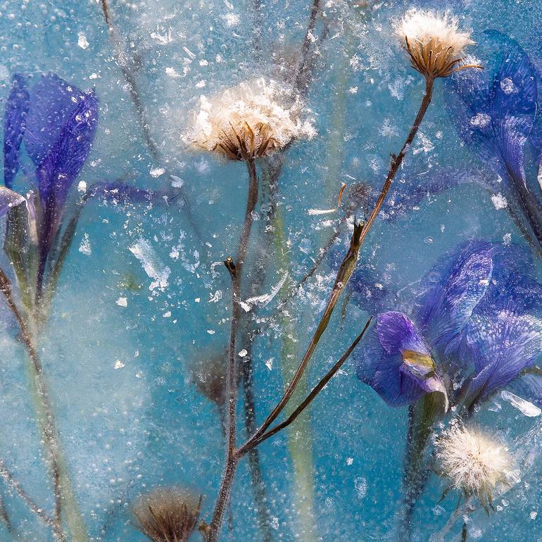 Snow lily - Limited Edition of 10 Photography by Bruce Boyd | Saatchi Art