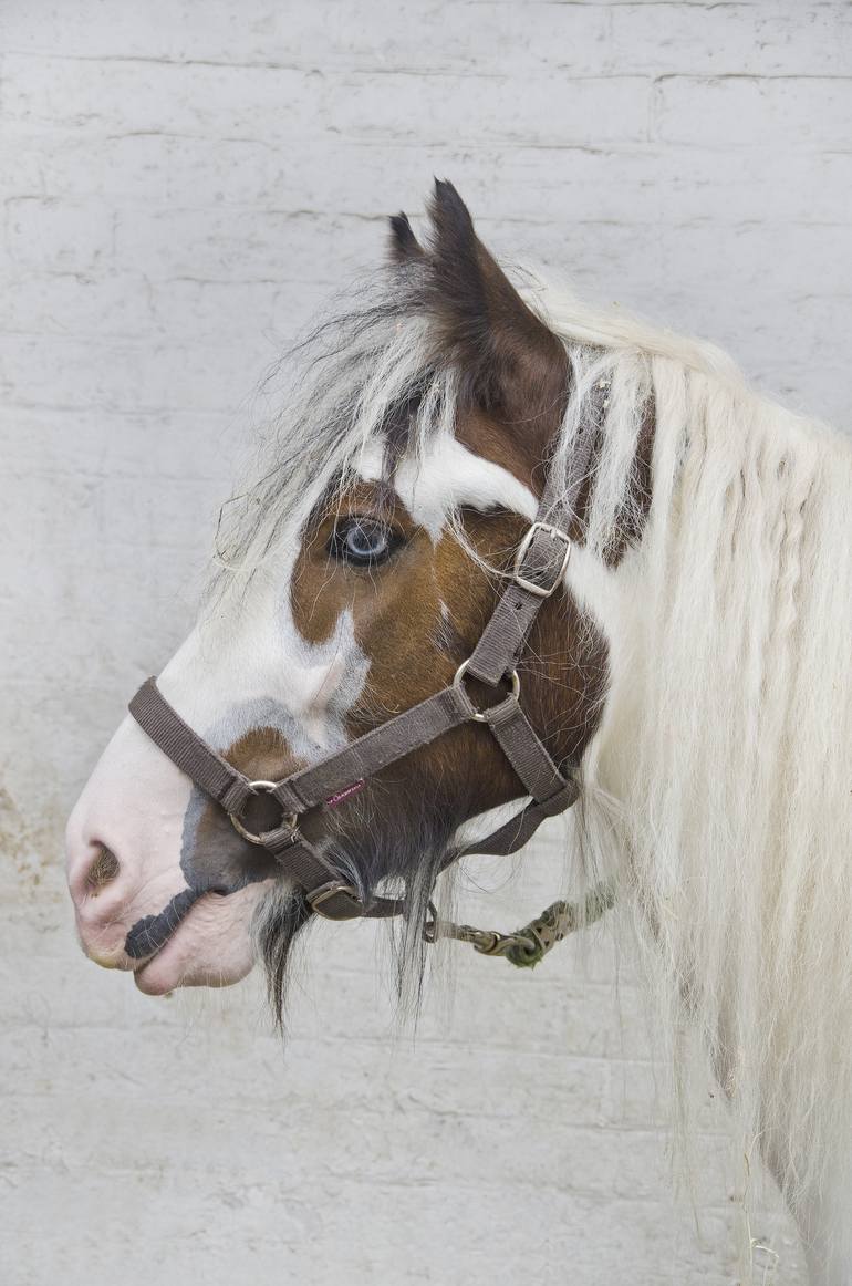 Piebald horse with coloured eye Photography by Vehbi Koca | Saatchi Art
