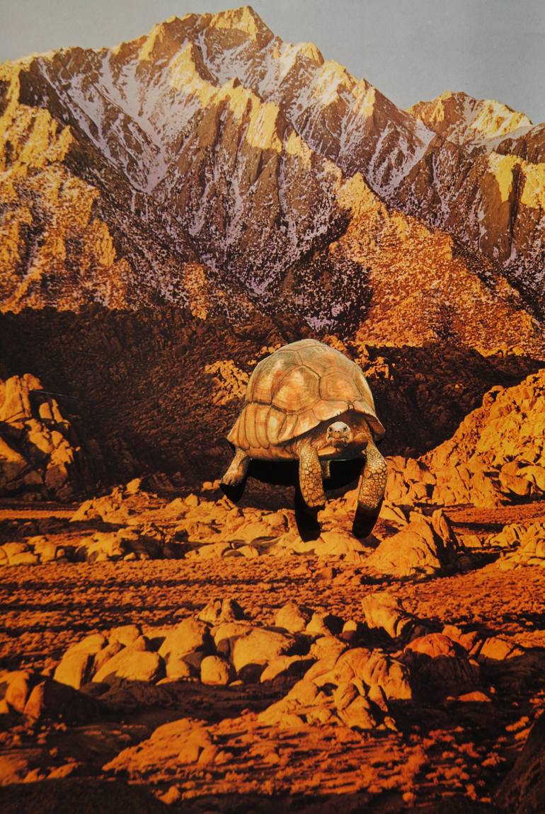 Tortoise Collage by John Turck | Saatchi Art